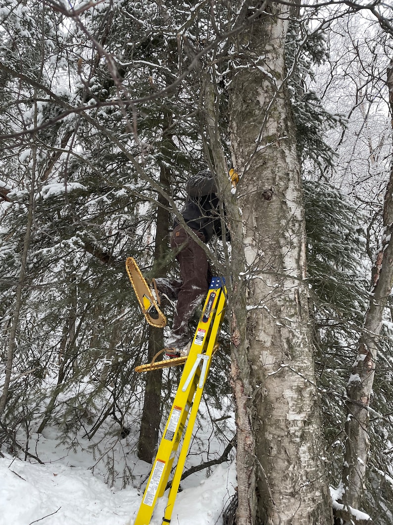 Wild Alaskan Chaga Chunks - Etsy