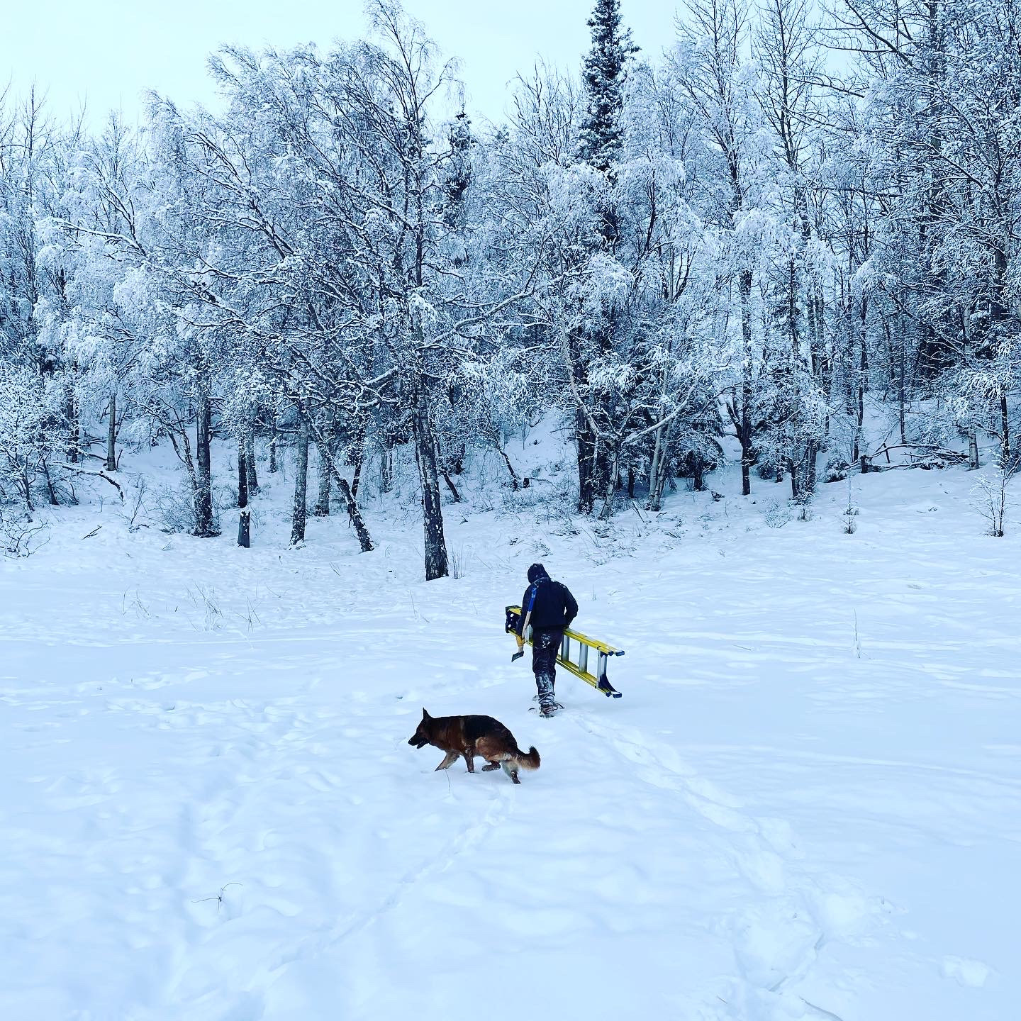 Wild Alaskan Chaga Chunks - Etsy