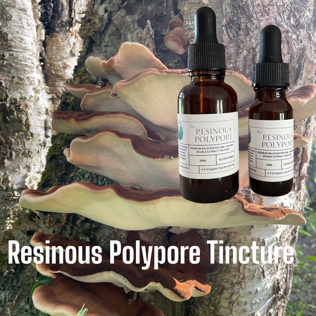 Resinous Polypore Tincture - Etsy