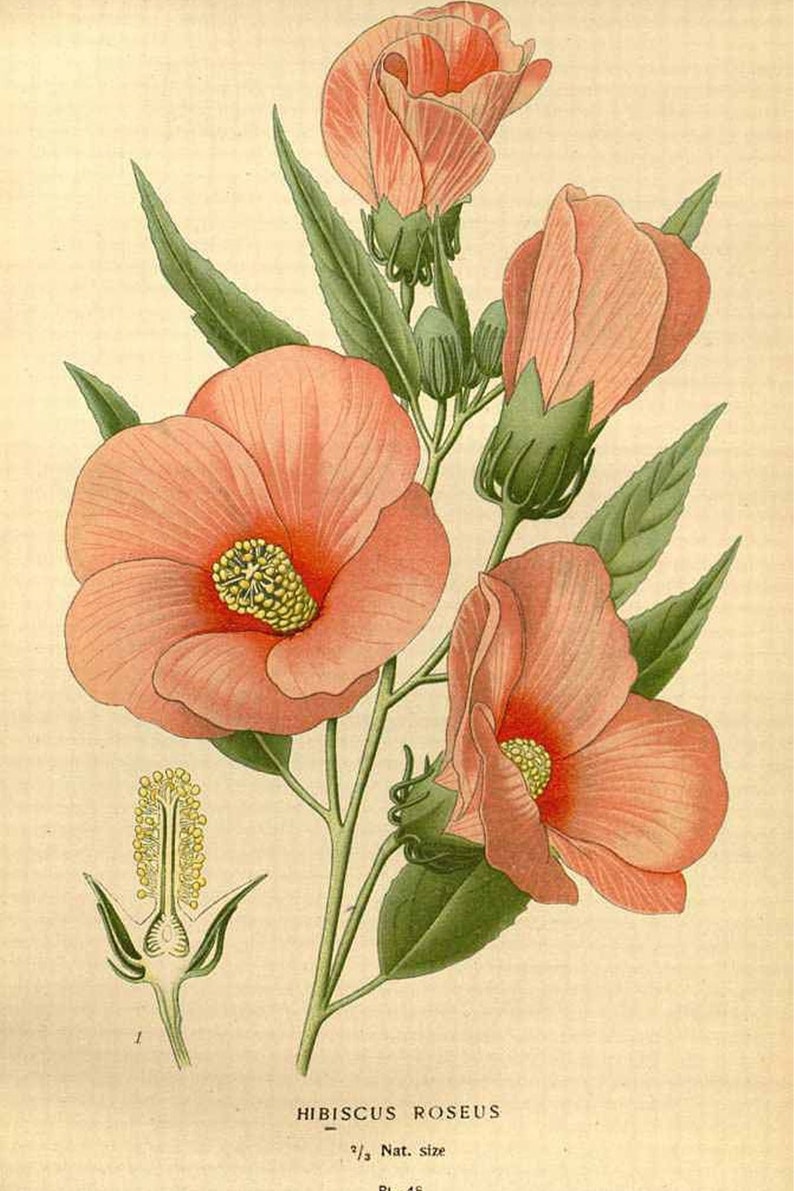 250 PCS Vintage Poster Wall Collage Kit Botanical Prints - Etsy