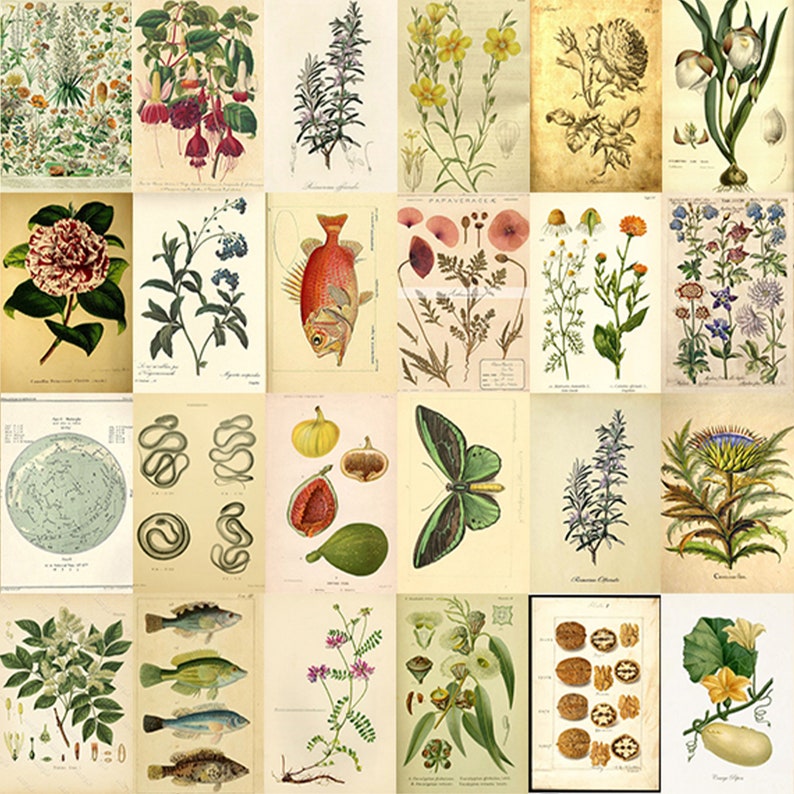 250 PCS Vintage Poster Wall Collage Kit Botanical Prints - Etsy