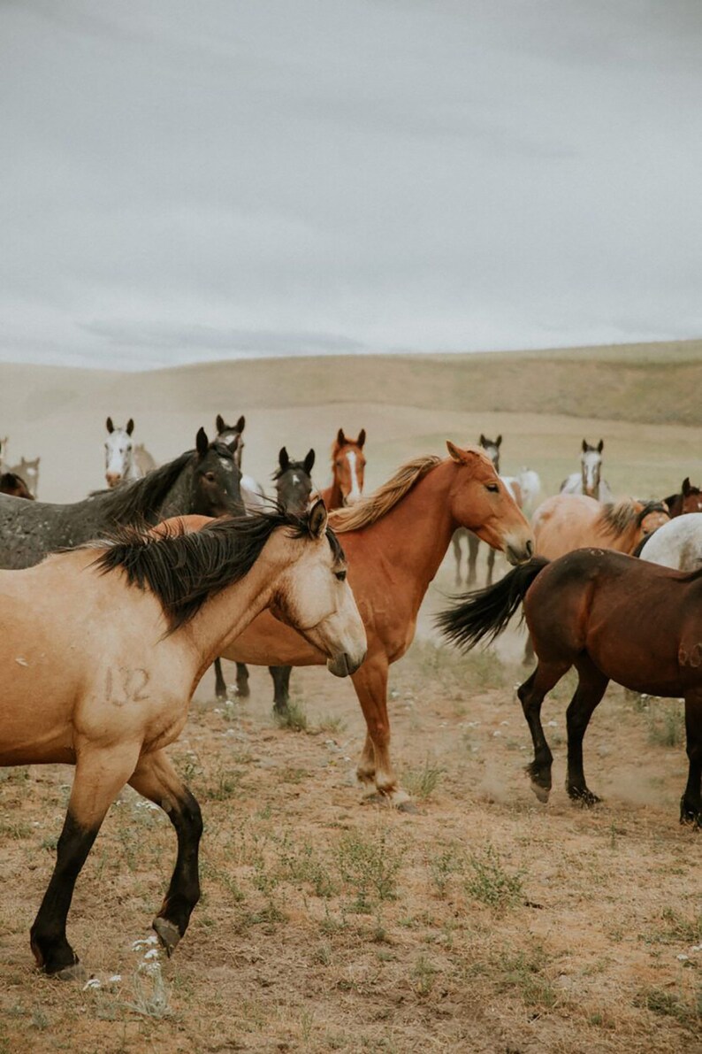 60 Pcs Cowboy Western Collage Kit Western Wall Collage Kit - Etsy