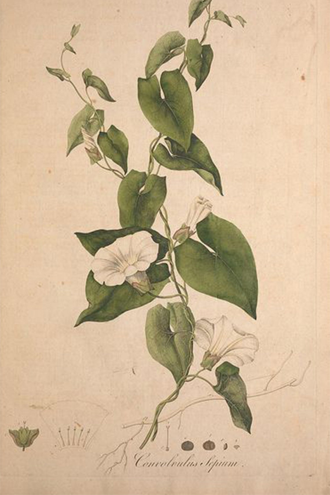 250 PCS Vintage Poster Wall Collage Kit Botanical Prints - Etsy