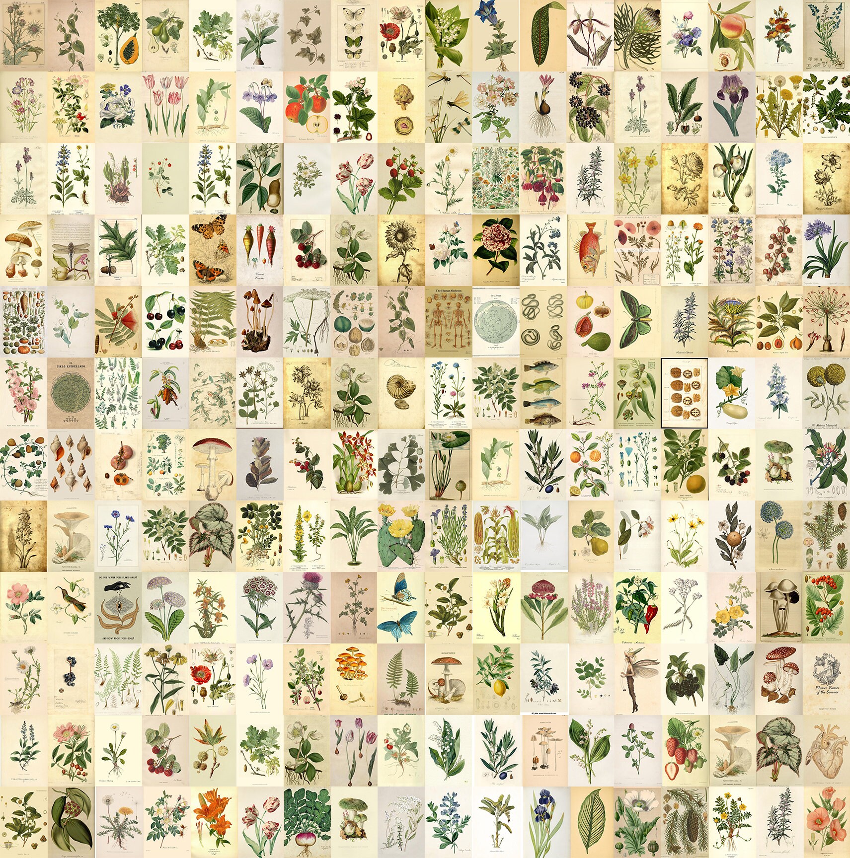 250 PCS Vintage Poster Wall Collage Kit Botanical Prints - Etsy