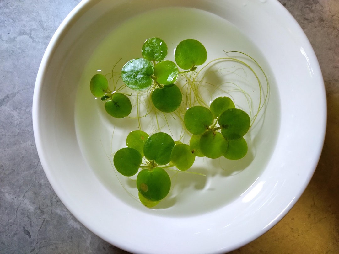 5 Amazon Frogbit Limnobium Laevigatum Easy Live Aquarium - Etsy Österreich