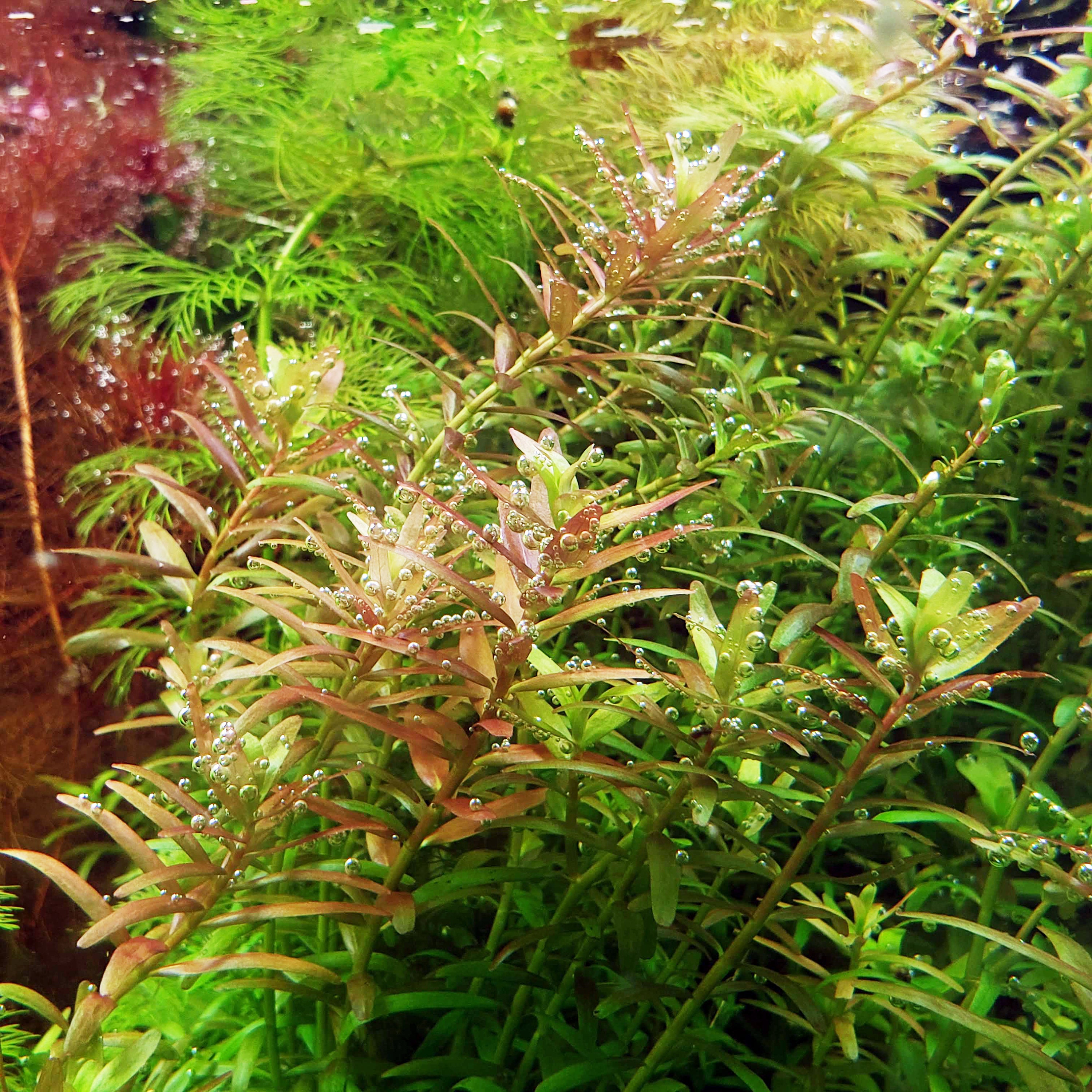 Rotala Rotundifolia Indica