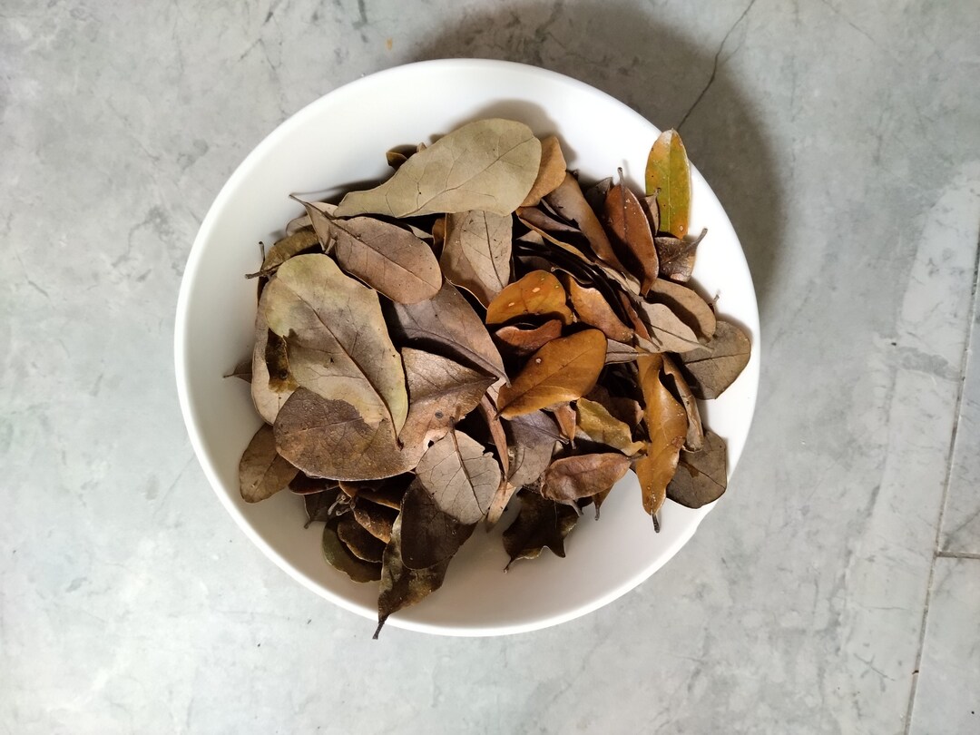 Live Oak Leaf Litter for Terrariums and Vivariums, Isopods and ...