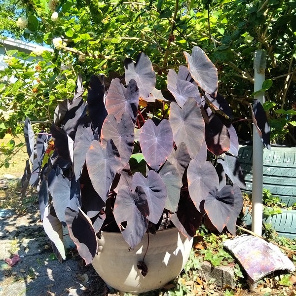Black Magic Elephant Ear - Etsy