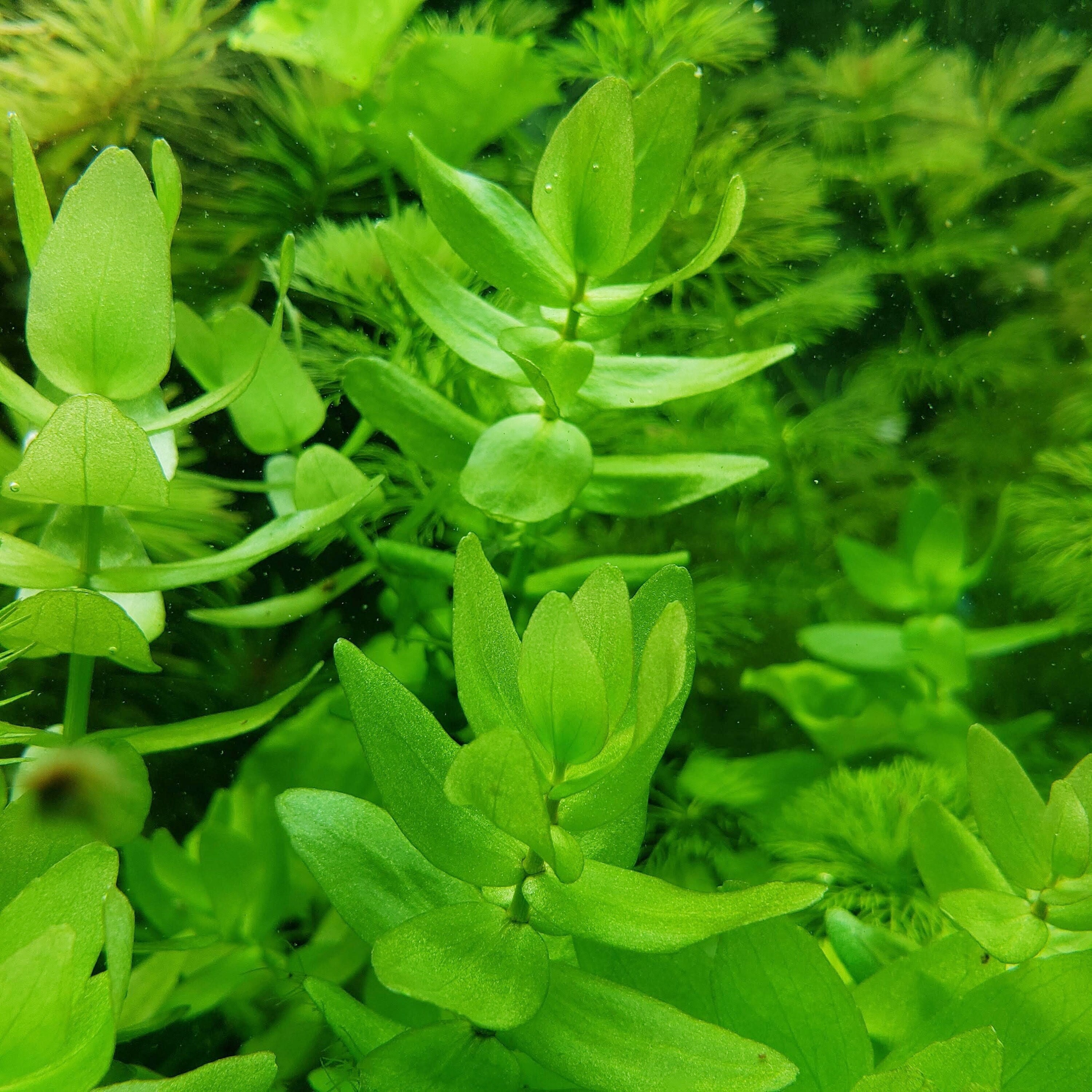 Bacopa Caroliniana Aquarium