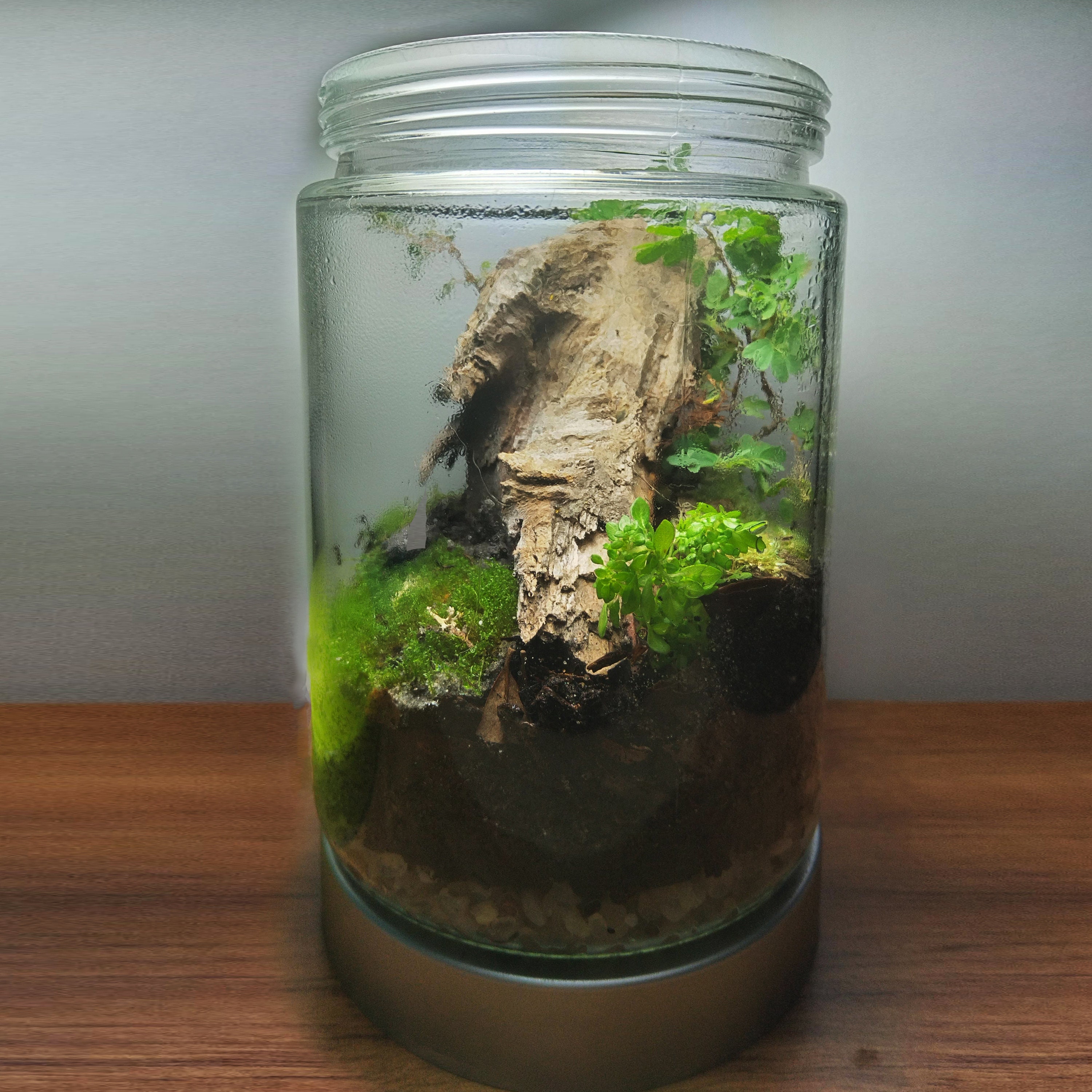 Terrarium Self Sustaining Ecosystem