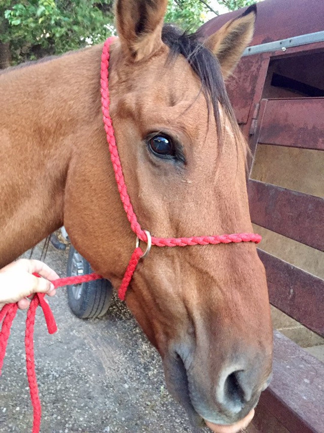 Draft Size Pocket Halter / Catch Halter - Etsy