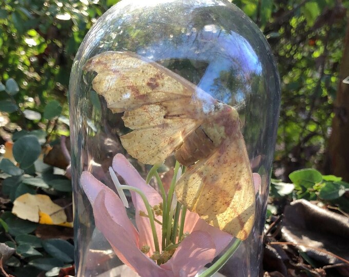 Insect Terrariums (dragonfly, Beetle, and Moth) - Etsy