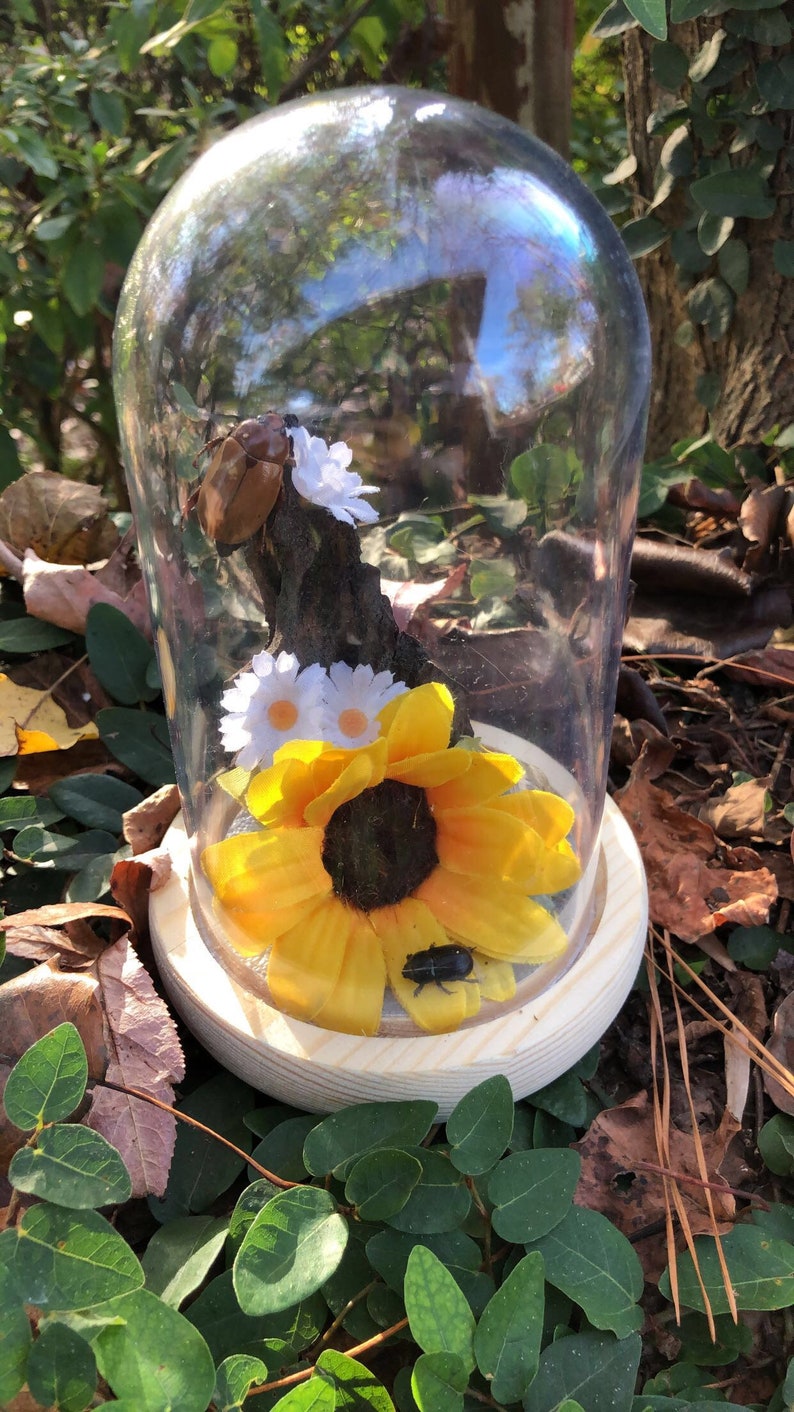 Insect Terrariums (dragonfly, Beetle, and Moth) - Etsy