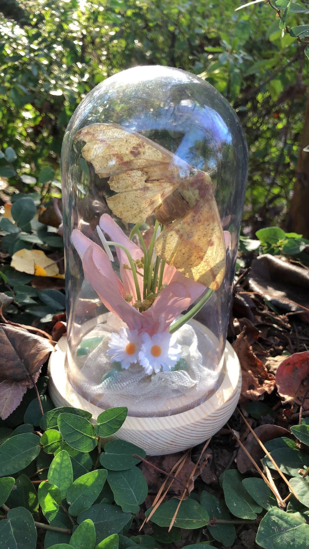 Insect Terrariums (dragonfly, Beetle, and Moth) - Etsy