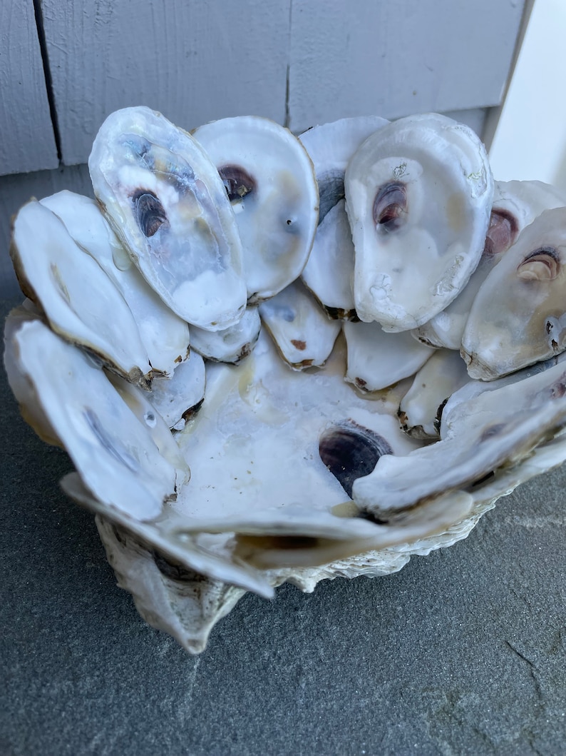 Oyster Shell Candle Holders - Etsy