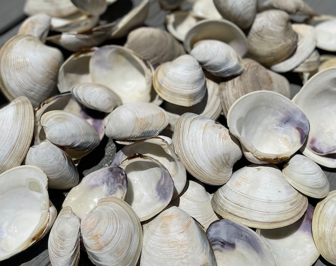 4 Quahog / Clam Shells for Crafting or Baking - Etsy