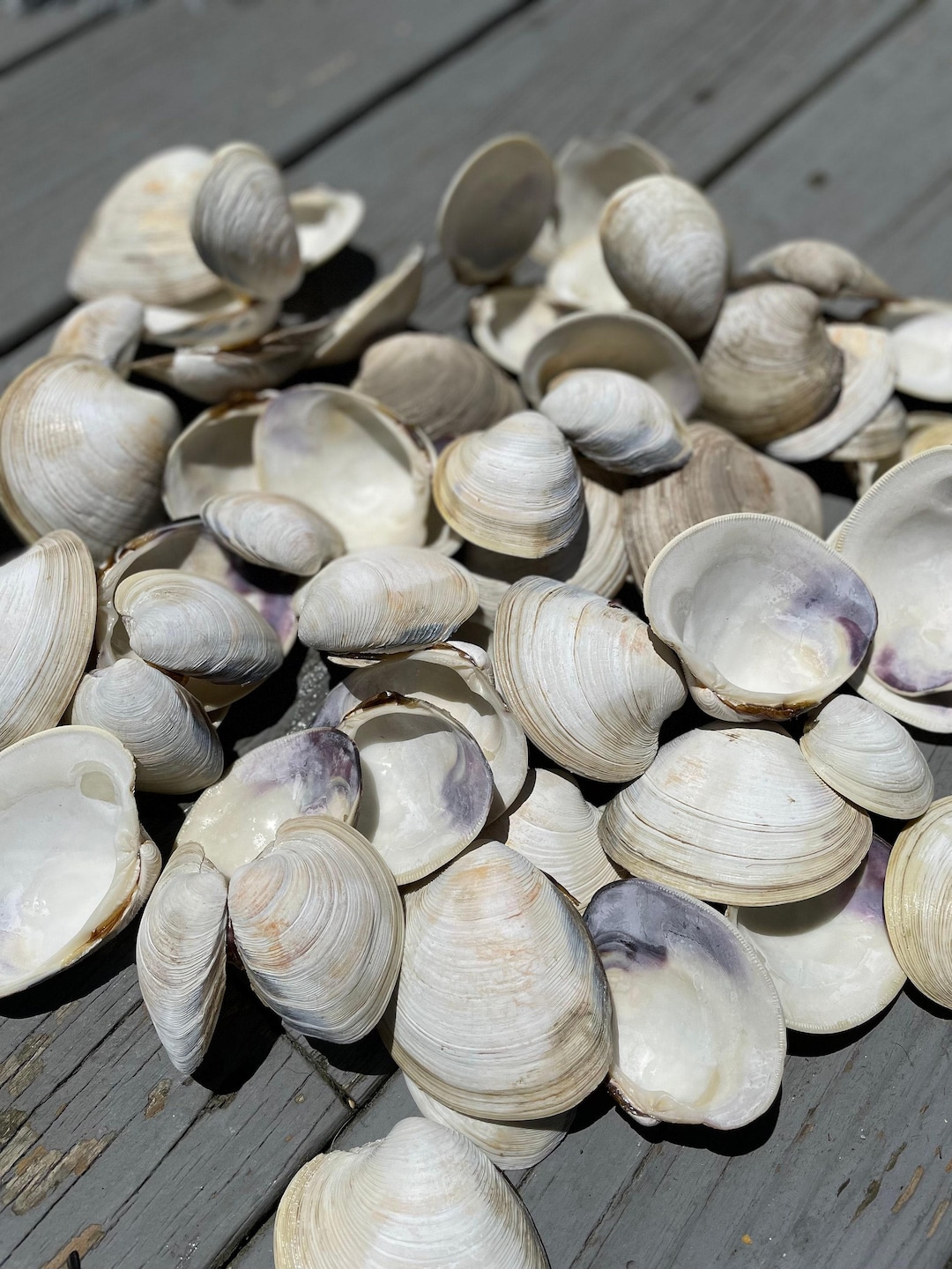 12 Quahog / Clam Shells Great for Crafting or Baking. Decoupage ...