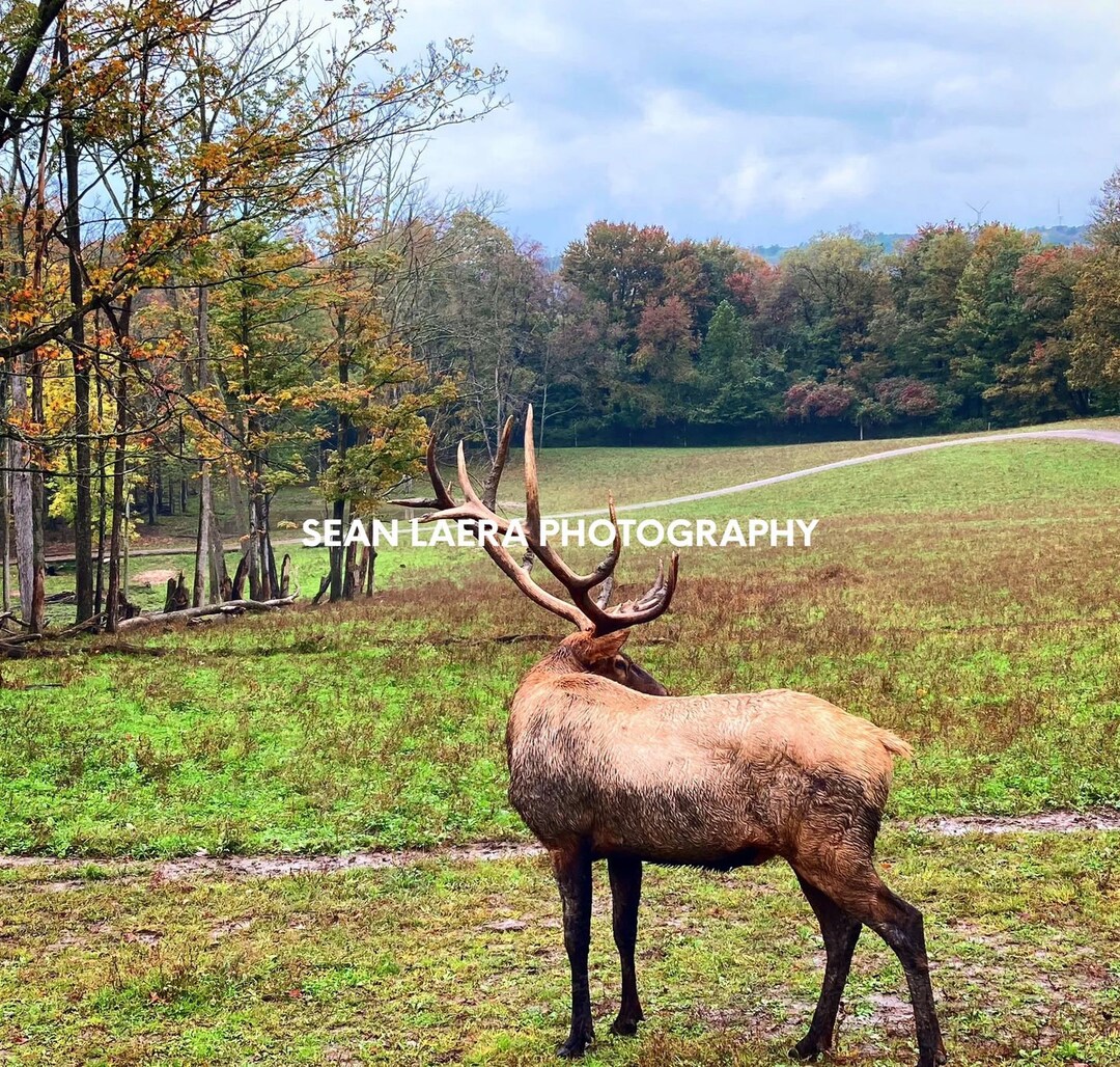 Majestic Male Elk 8x8 Photo Print - Etsy