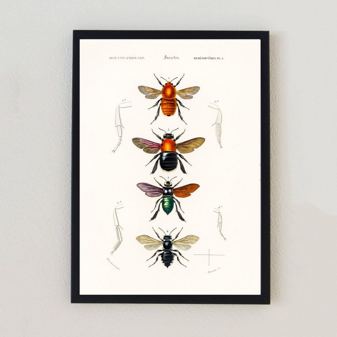 Antique Insects Entomology Vintage Poster Gothic Illustration Retro ...