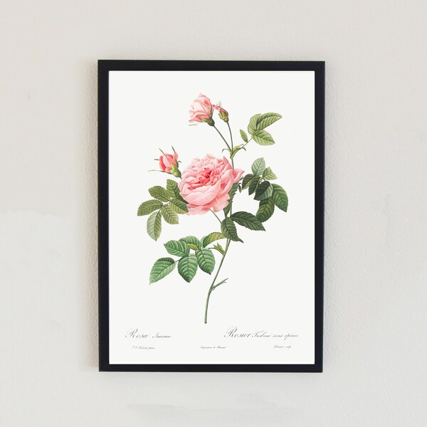 Antique Rose Print - Etsy