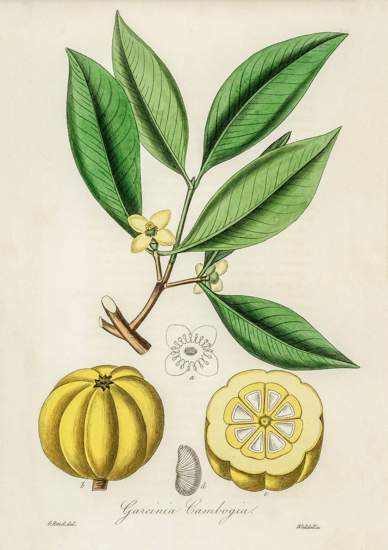 Vintage Botanical Citrus Fruit Poster Illustration 1800s Antique ...