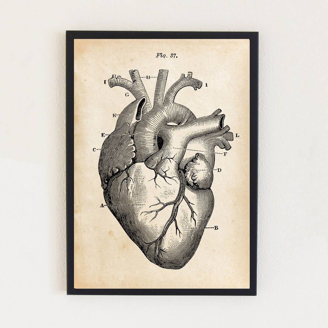 Anatomical Heart Vintage Gothic Medical Poster Antique Illustration ...