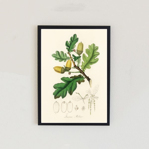 Acorn Oak Tree - Etsy