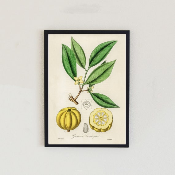 Vintage Botanical Citrus Fruit Poster Illustration 1800s - Etsy