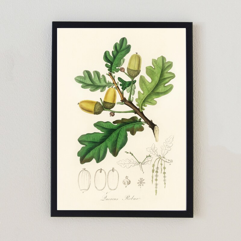 Acorn Illustration - Etsy