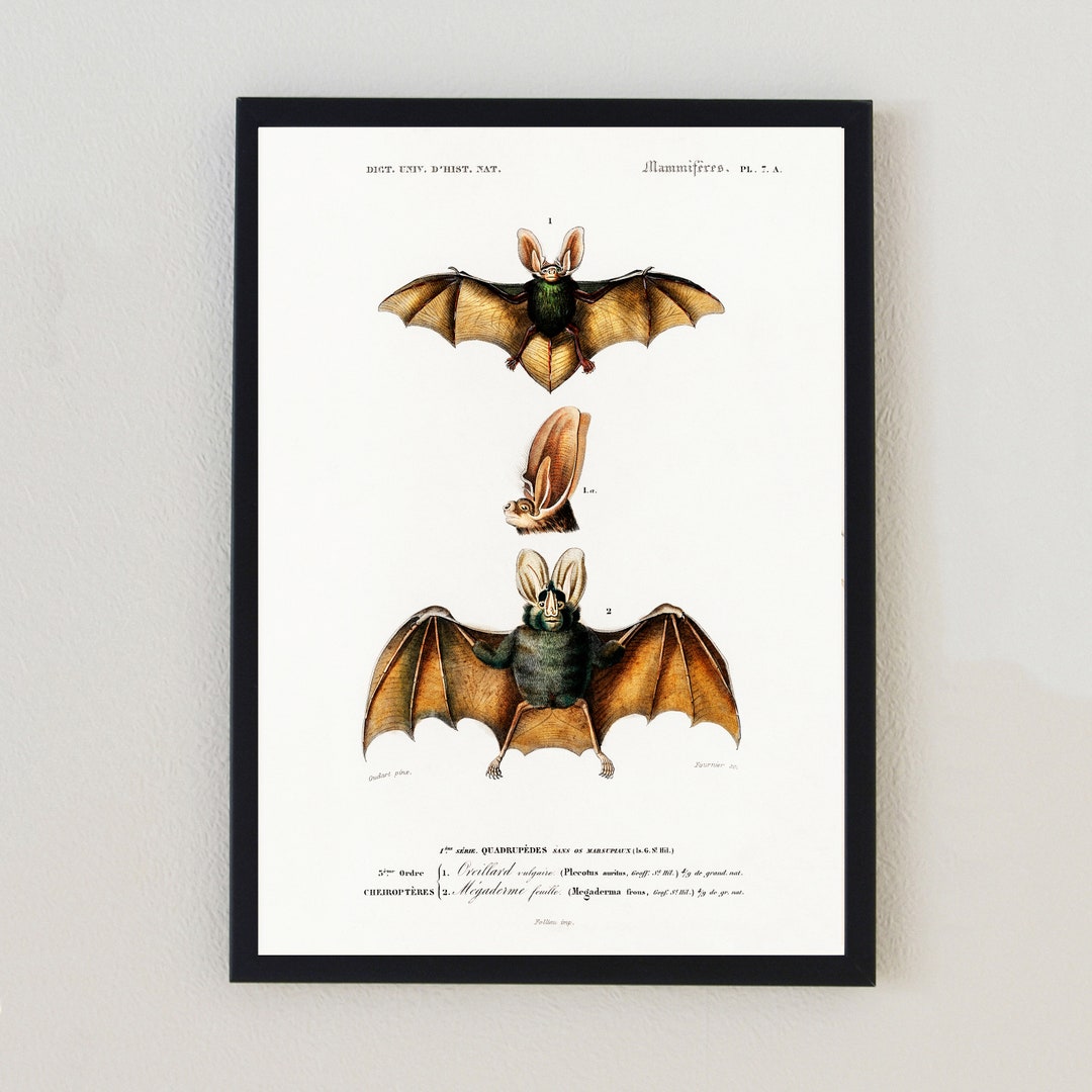Antique Bat Species Gothic Vintage Poster Illustration Retro Home Decor ...