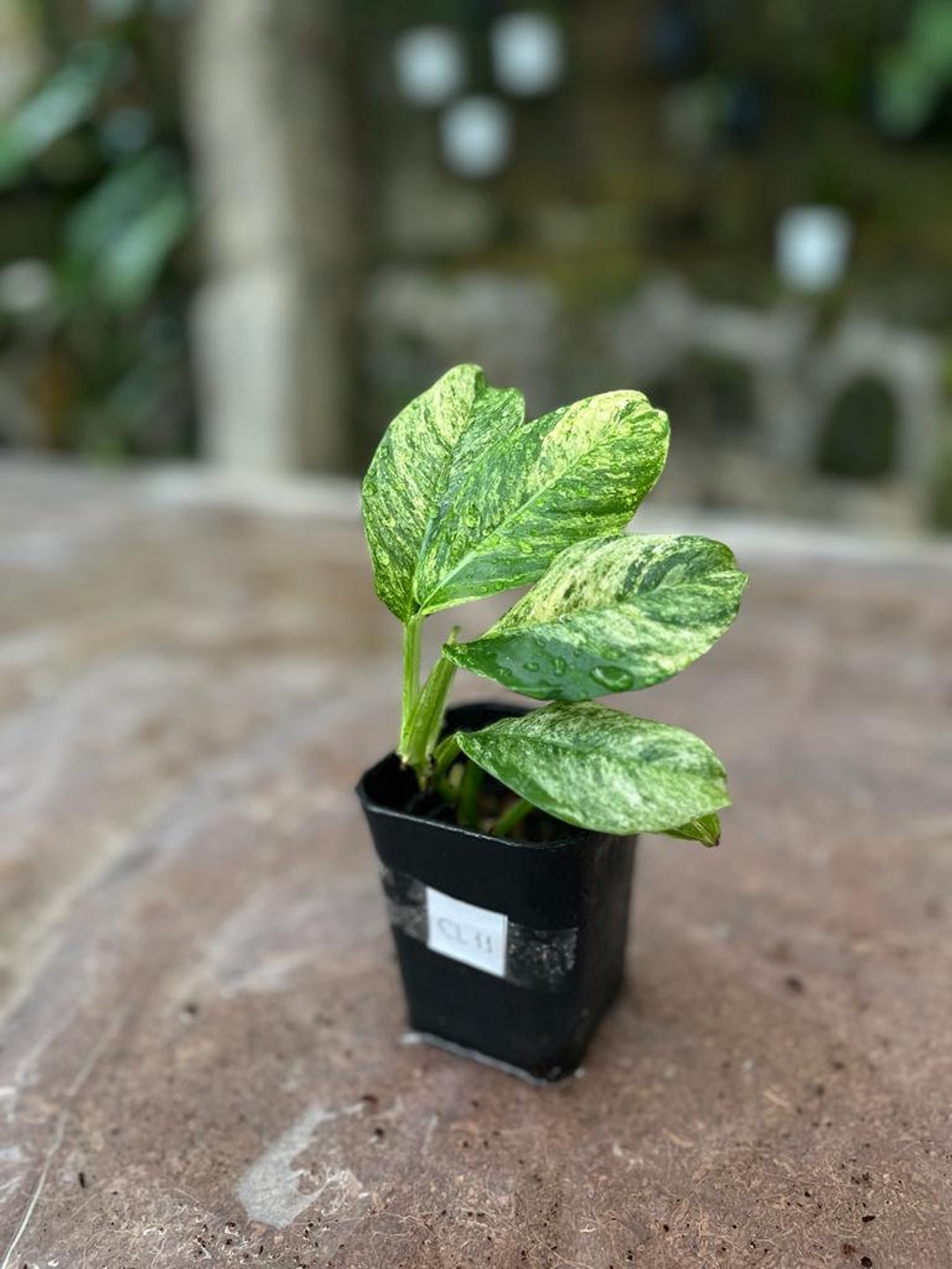 Rhaphidophora Puberula Variegated, Real Pict, 10 Days Preorder, US ...