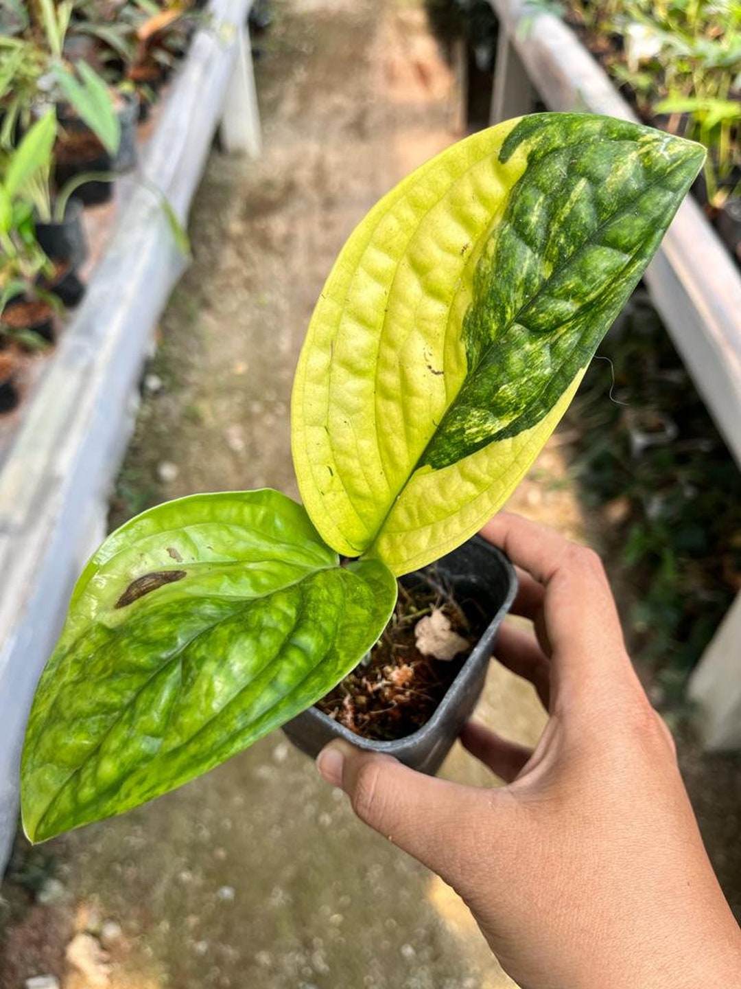 Monstera Peru Karstenianum Variegated US Seller Monstera Peru ...