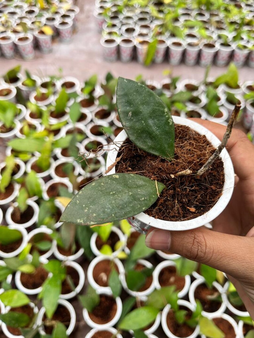 Hoya Rundumensis, Rooted Cutting US Seller Hoya Rundumensis - Etsy