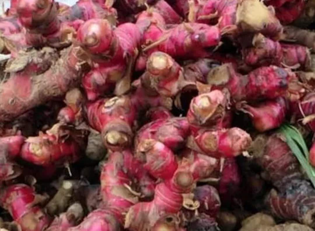 4 Oz Red Ginger, Zingiber Officinale Rosc Var Rubrum, Non GMO, US ...