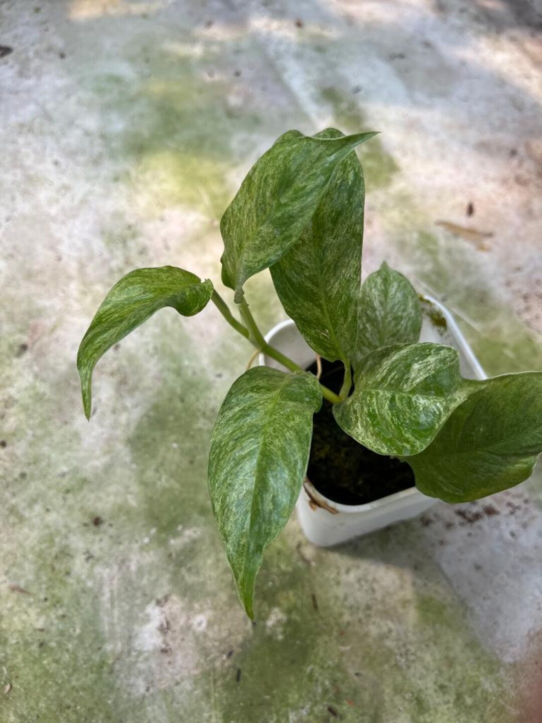 Rhaphidophora Puberula Variegated (US Seller Rhaphidophora Puberula ...