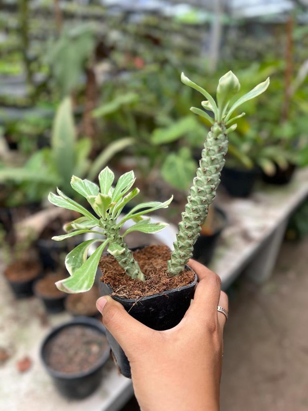 Euphorbia Monadenium Ritchiei White Variegated US Seller Euphorbia ...