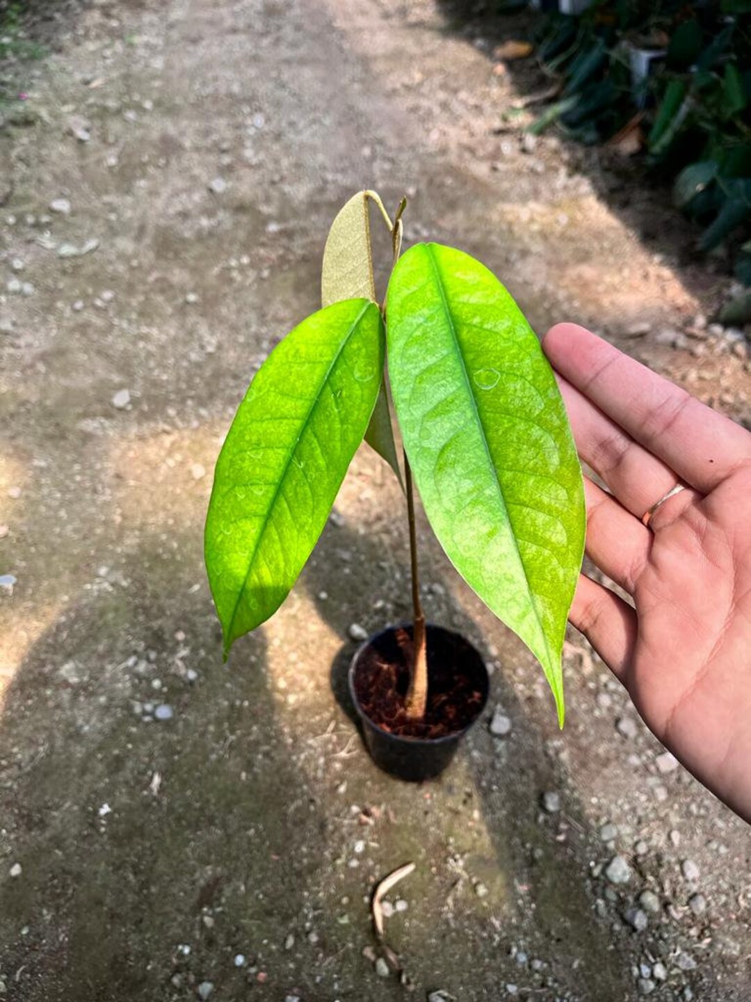 Durian Live Plant Javan Bawor Seed Grown. Durio Zibethinus - Etsy