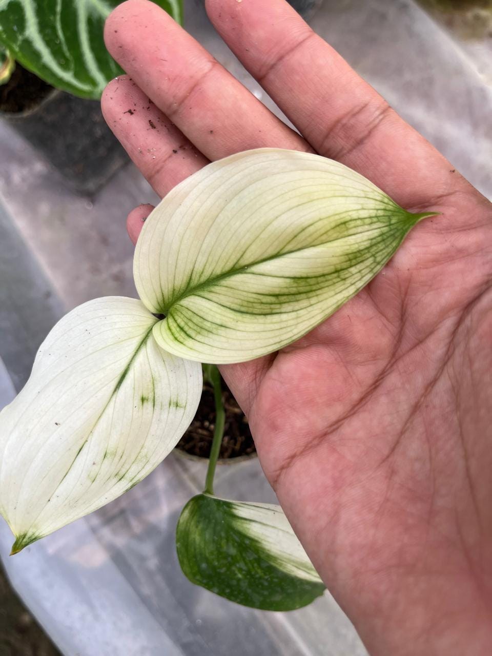 White Mutation, Scindapsus White Monster (US Seller Scindapsus White ...