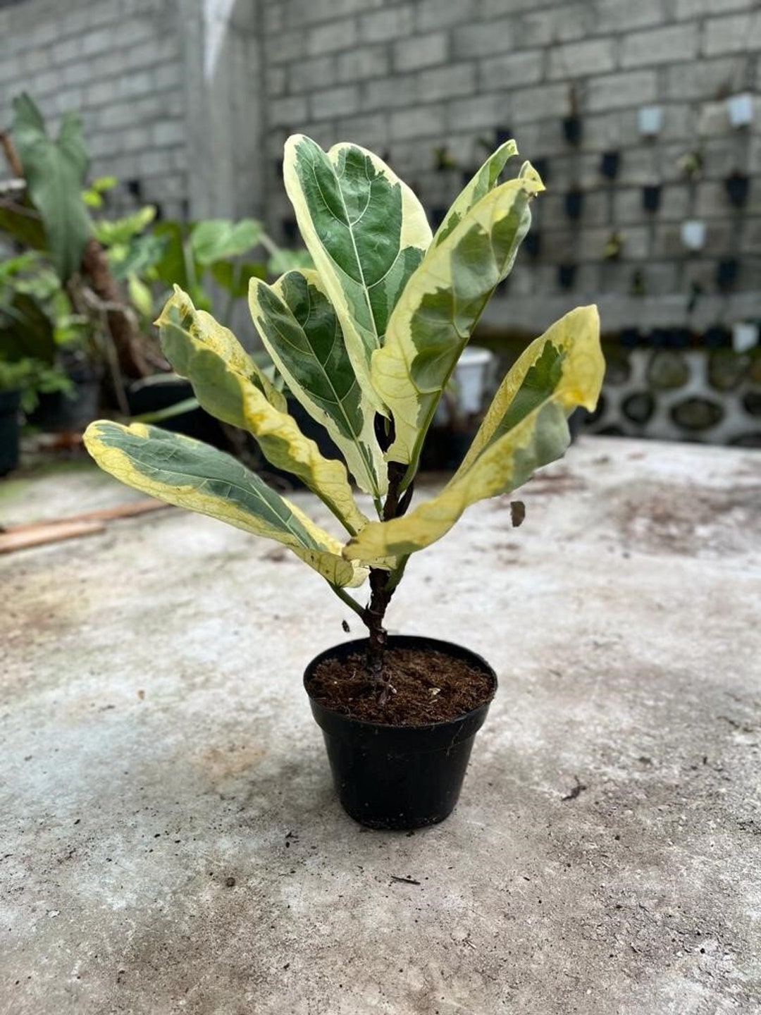 Ficus Lyrata Variegated, Real Pict, 10 Days Preorder, US Seller, CL 29 ...