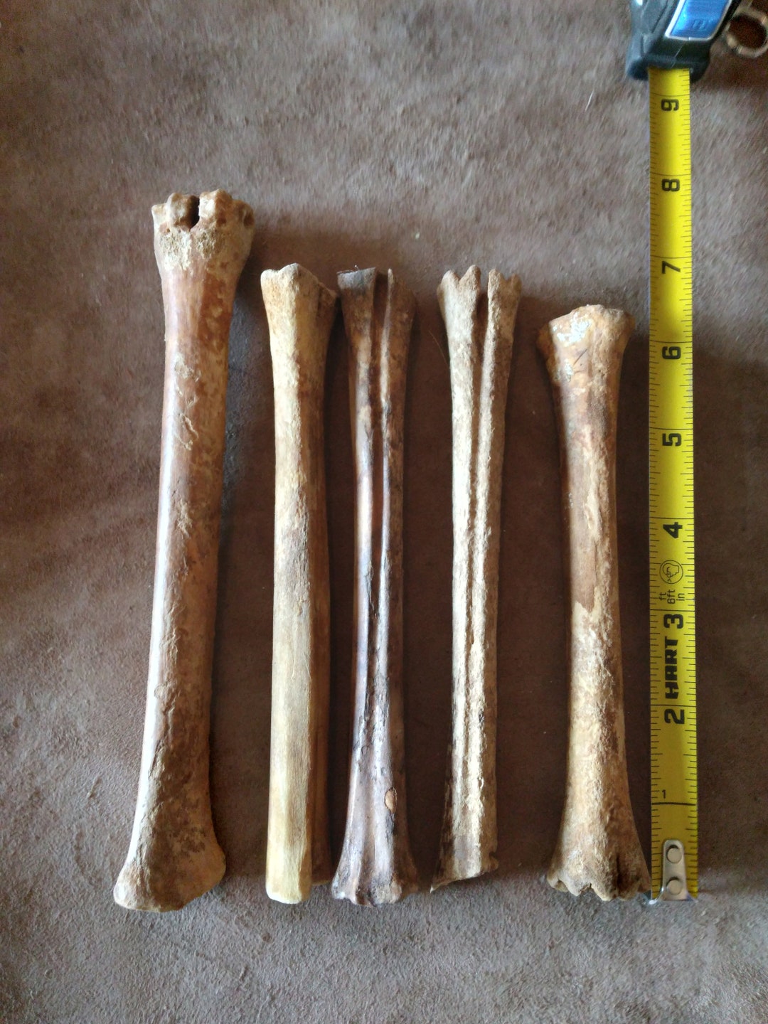 5 Rustic Deer Leg Bones - Etsy