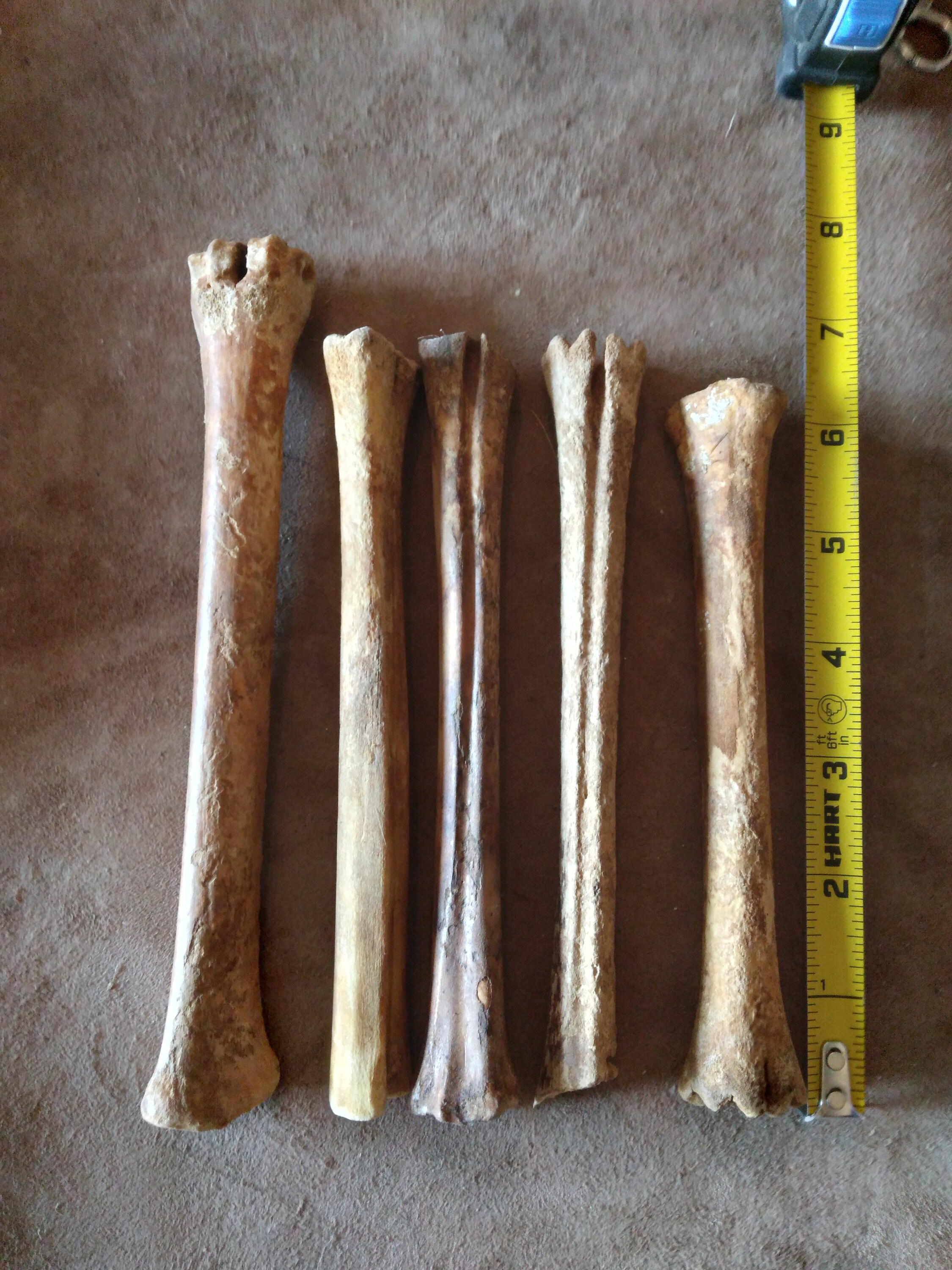 5 Rustic Deer Leg Bones - Etsy