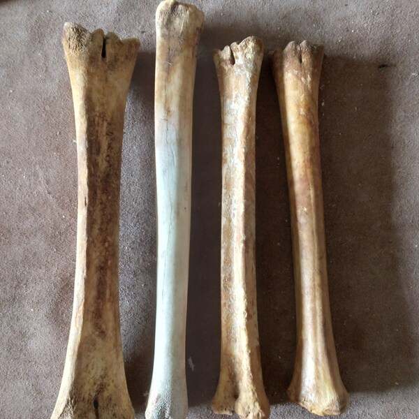 Deer Leg Bones - Etsy