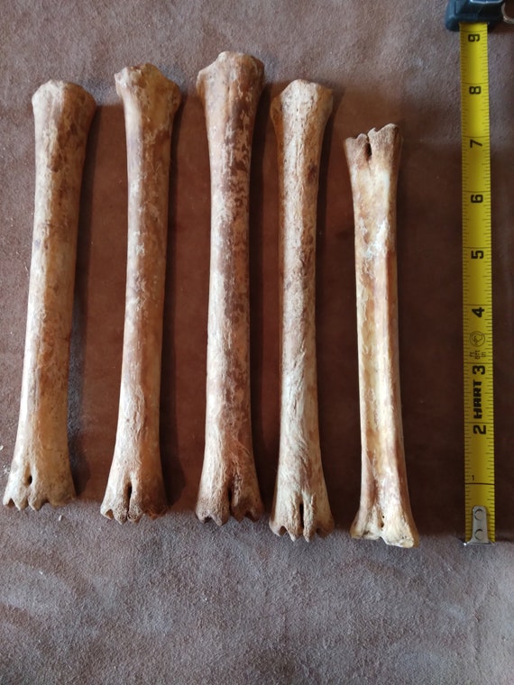 5 Rustic Deer Leg Bones - Etsy