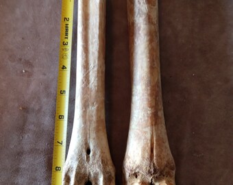Elk Leg Bone - Etsy