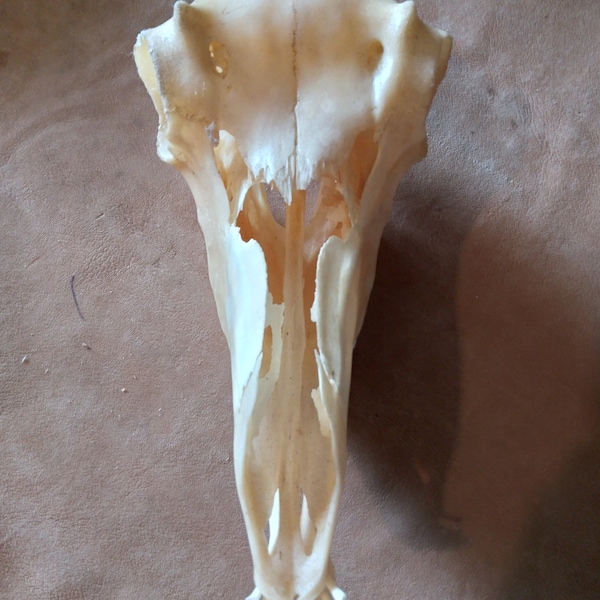 Antelope Skull - Etsy