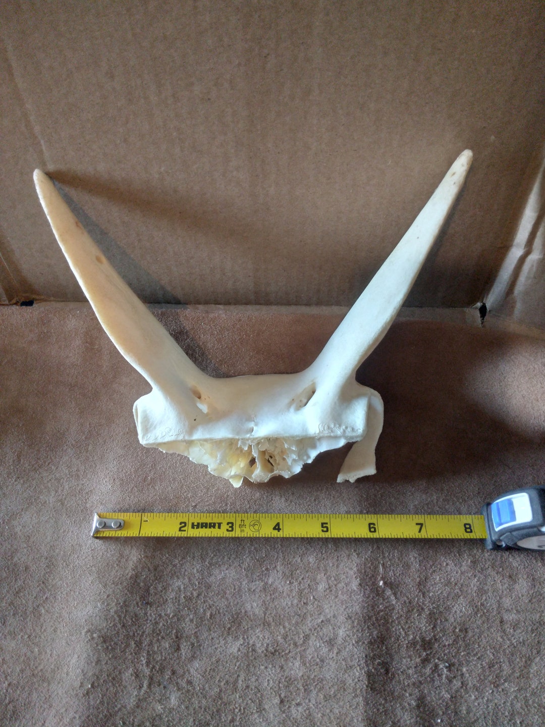 Pronghorn Antelope Skull craft - Etsy