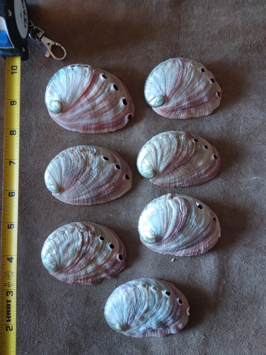 Pink Abalone Shells - Etsy