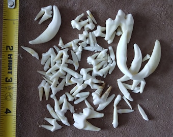 10 Real Animal Bone Coyote Molar Teeth Skull Skeleton Part - Etsy