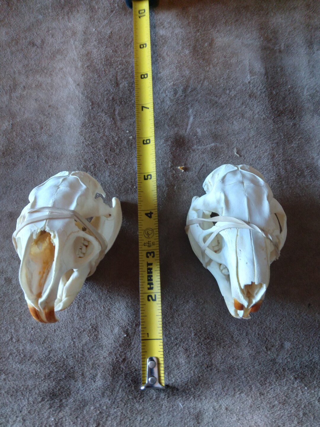 Small Craft Nutria Skulls - Etsy
