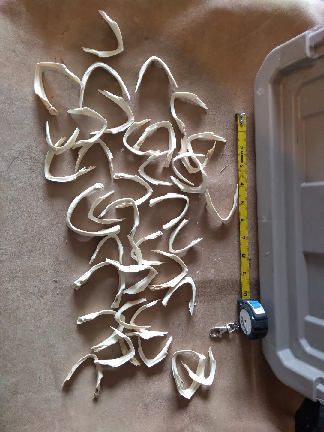 Snapping Turtle Jaws - Etsy